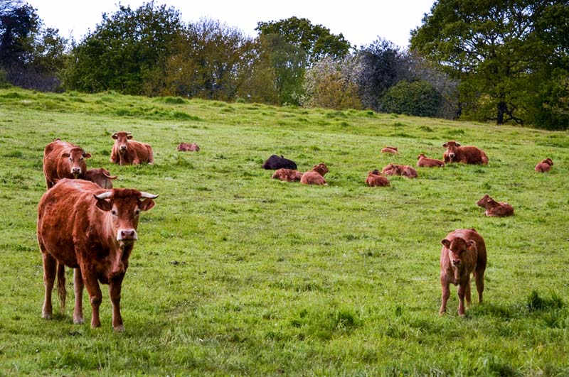 Notre élevage de vaches et moutons - Finistère - Ferme de Rubian
